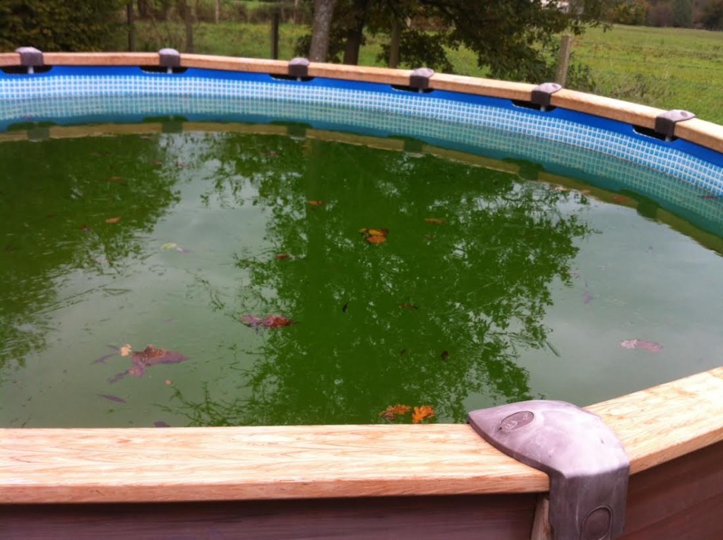 Que faire quand eau piscine verte | lokace.fr